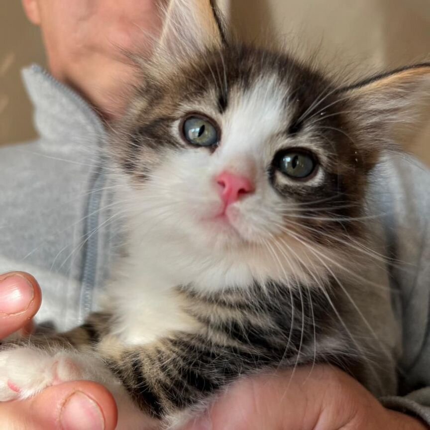 Котенок Компот в дар