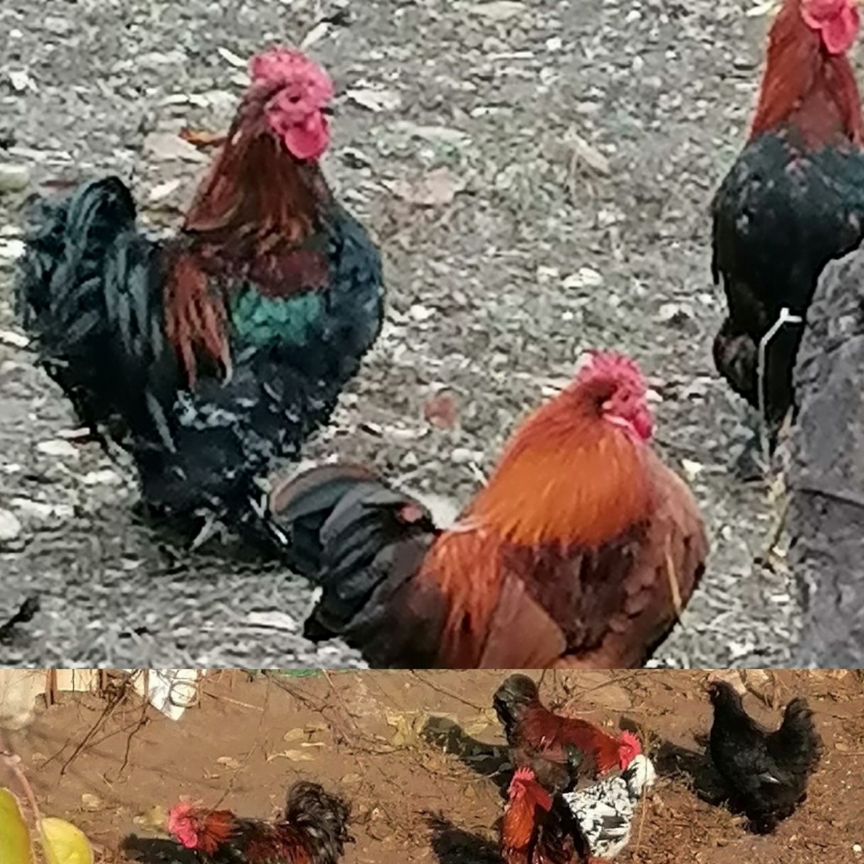 Петушки декоративные