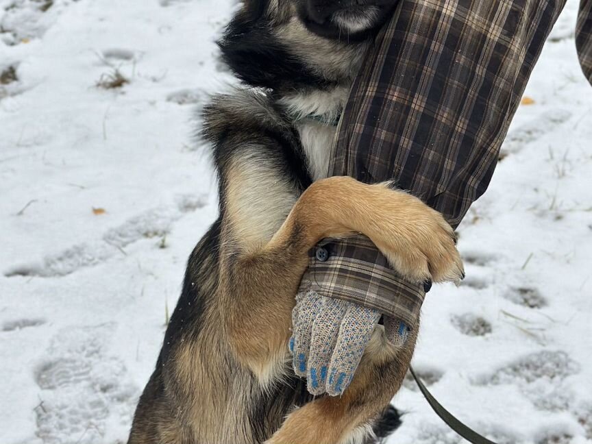 Ласковый щенок Вьюн отчаянно ищет дом