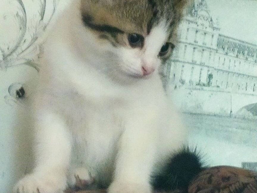 Котенок