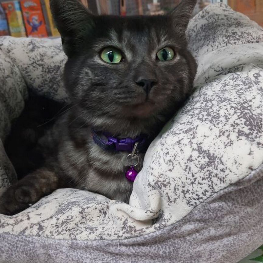 Взрослый кот в добрые руки