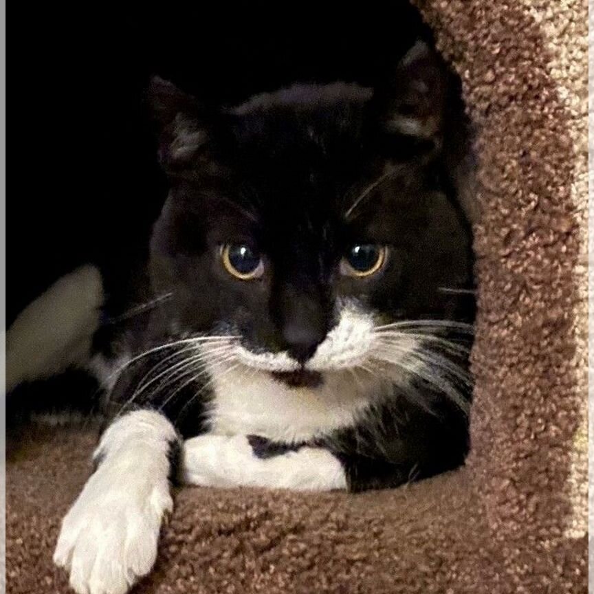 Взрослый кот в добрые руки