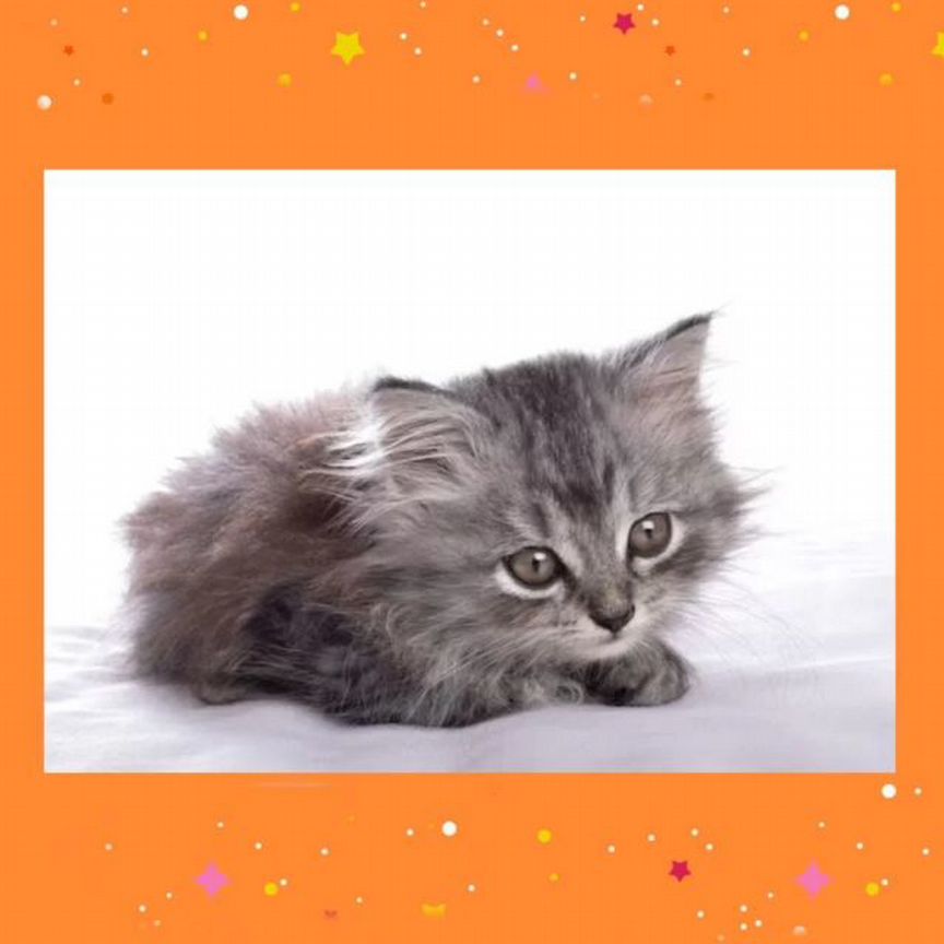 Пристрою котят и кошек