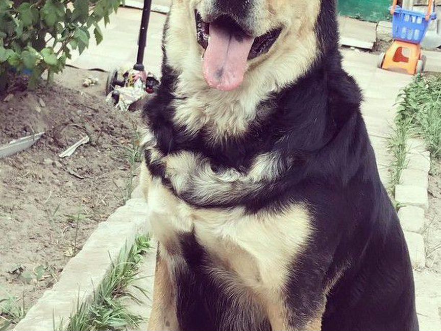 Помогите пристроить собаку в добрые руки