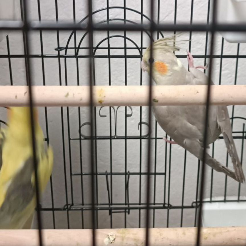 Попугаи Корелла