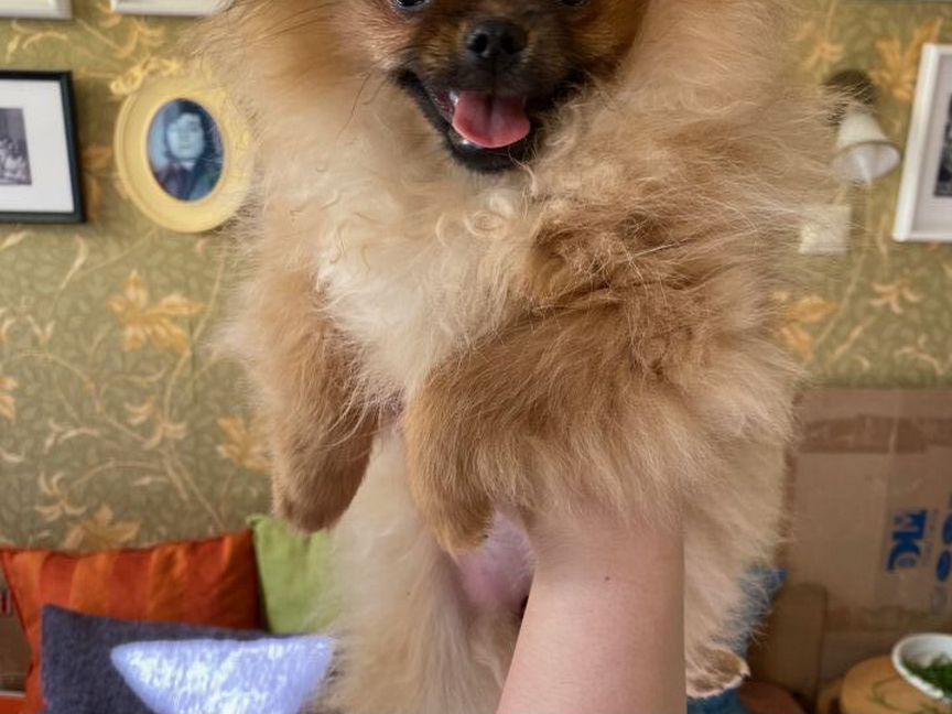 Щенки померанского шпица