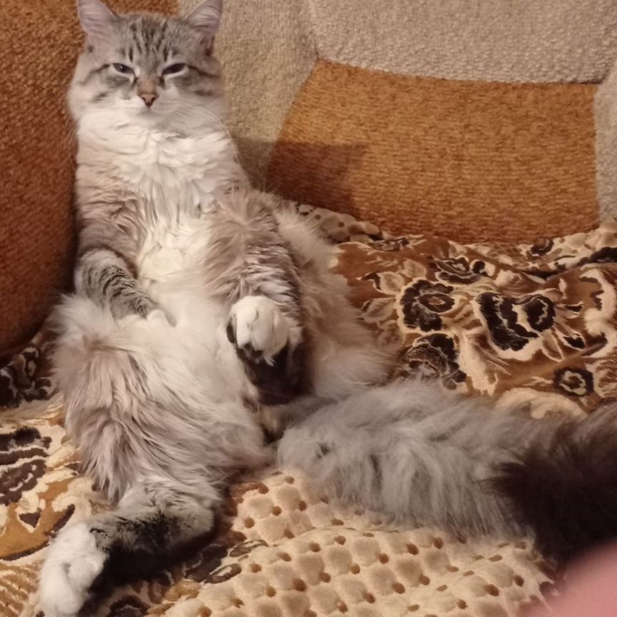 Сиамский, взрослый кот