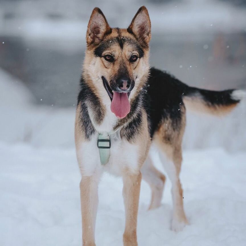 Кира метис овчарки в добрые руки