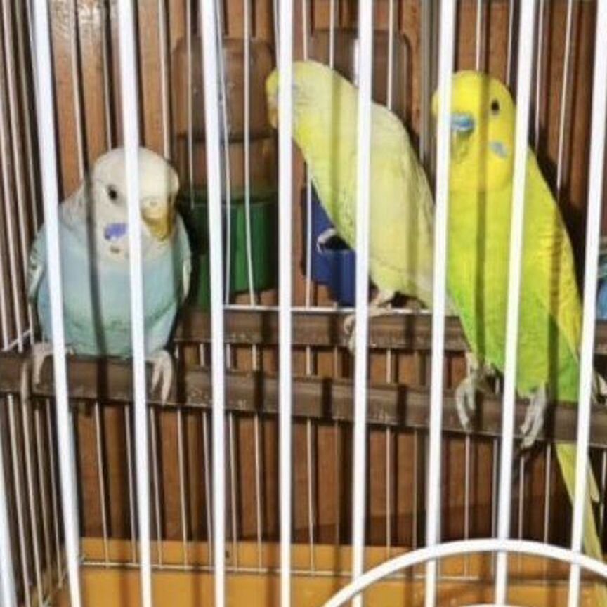 Волнистый попугай с клеткой