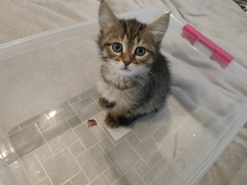 Котята в добрые руки 7 недель