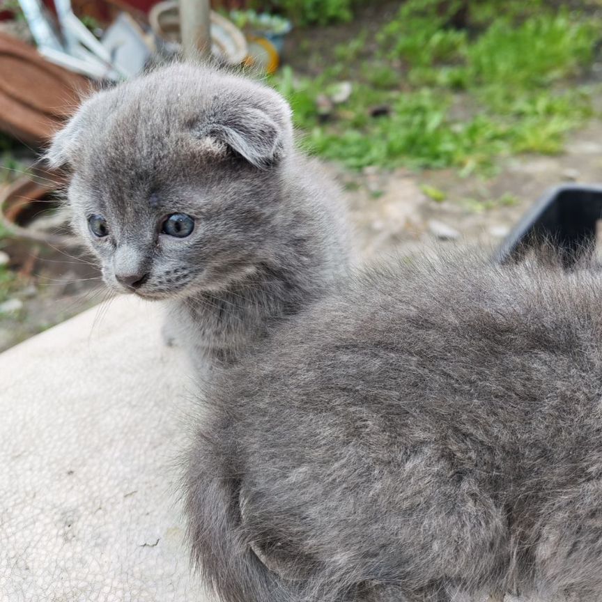 Шотландский вислоухий короткошёрстный котёнок
