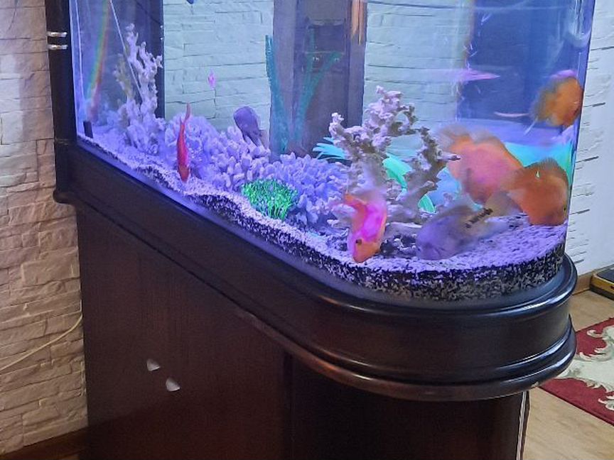 Аквариума на 300 дерево понорамный