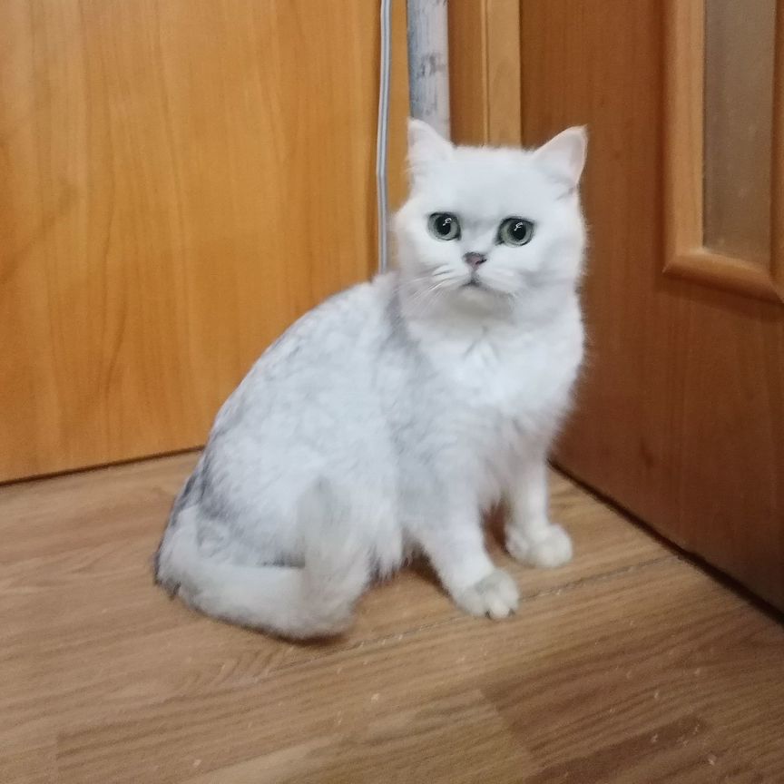 Британская серебристая шиншилла