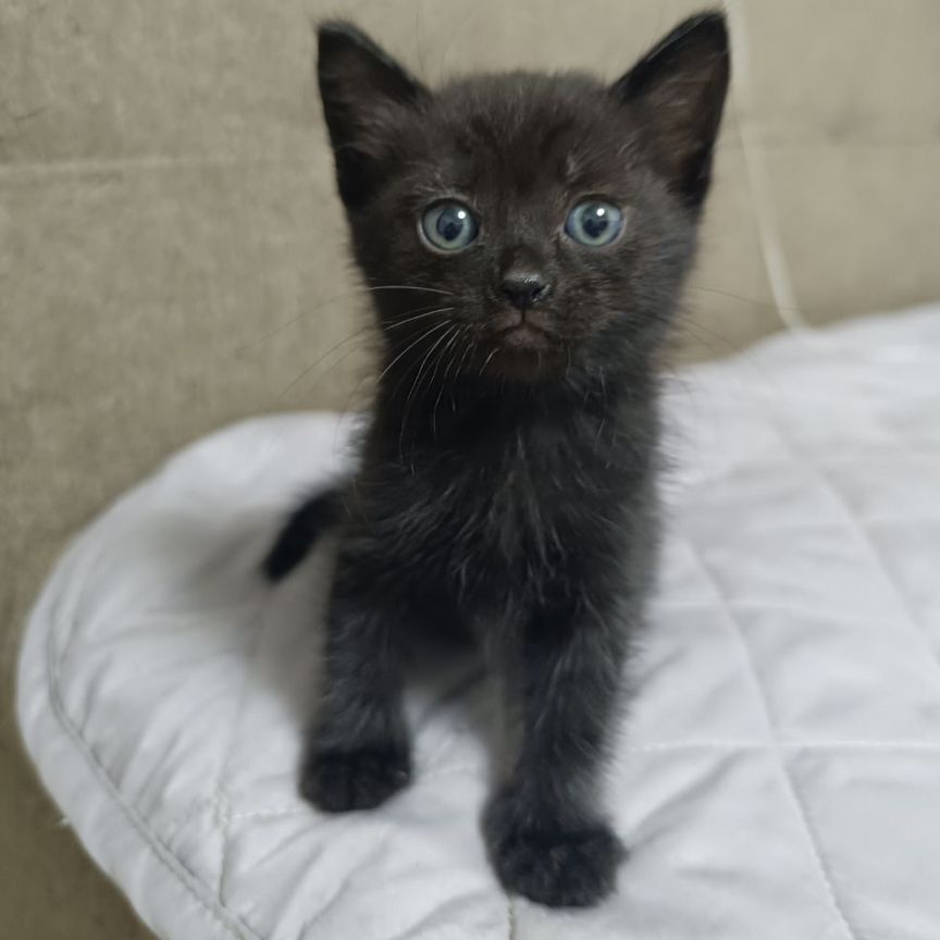 Котёнок в добрые руки