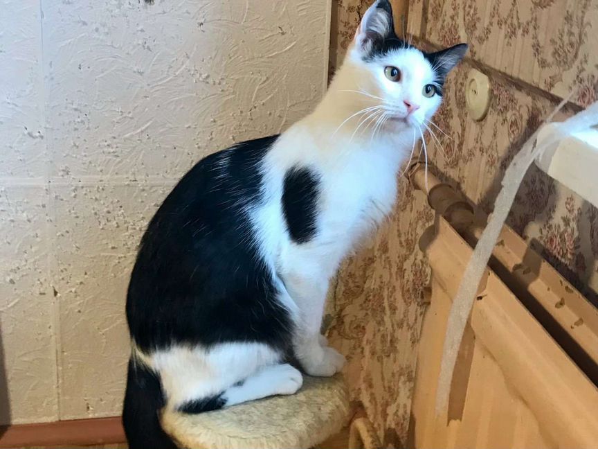 Кошка чудик