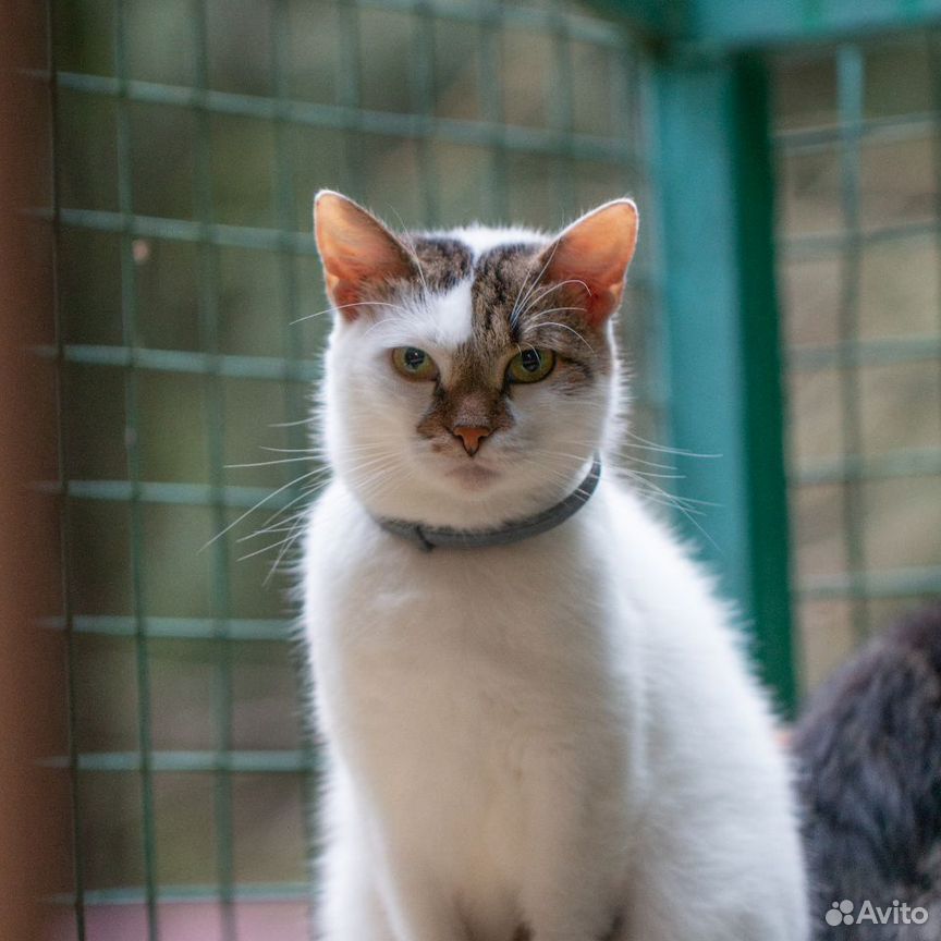 Ищем любящую семью для молодого кота Итана