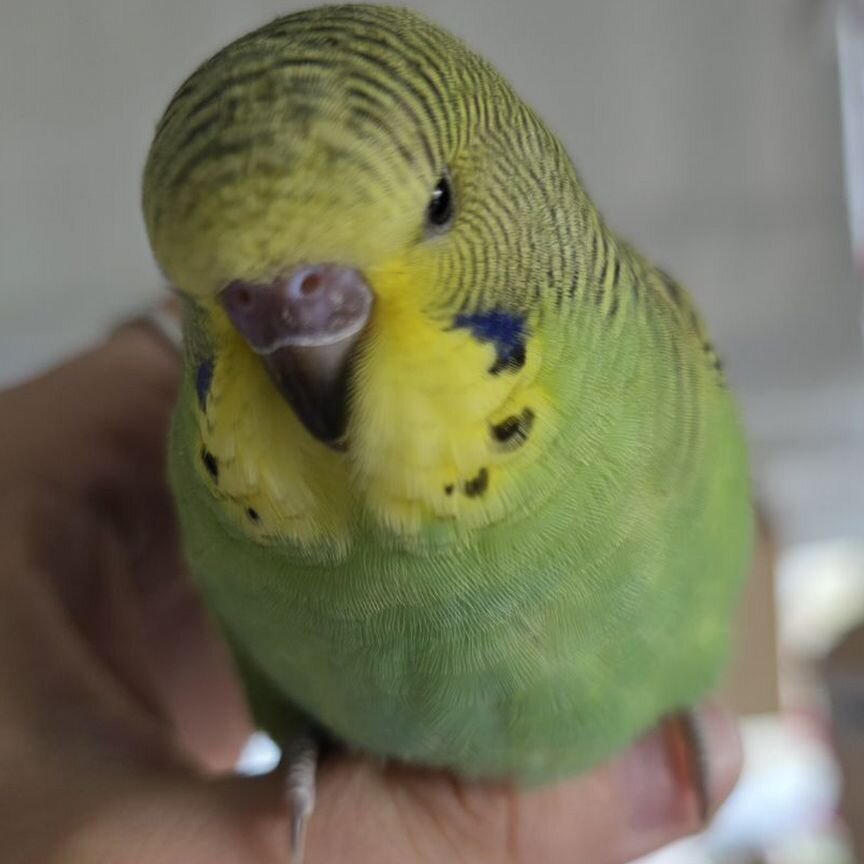 Попугай получех