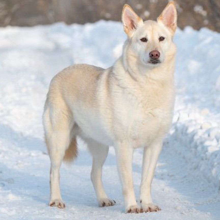 Взрослый пёс в добрые руки