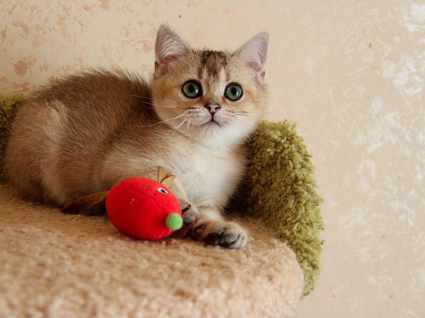 Арчик - золотой британчик