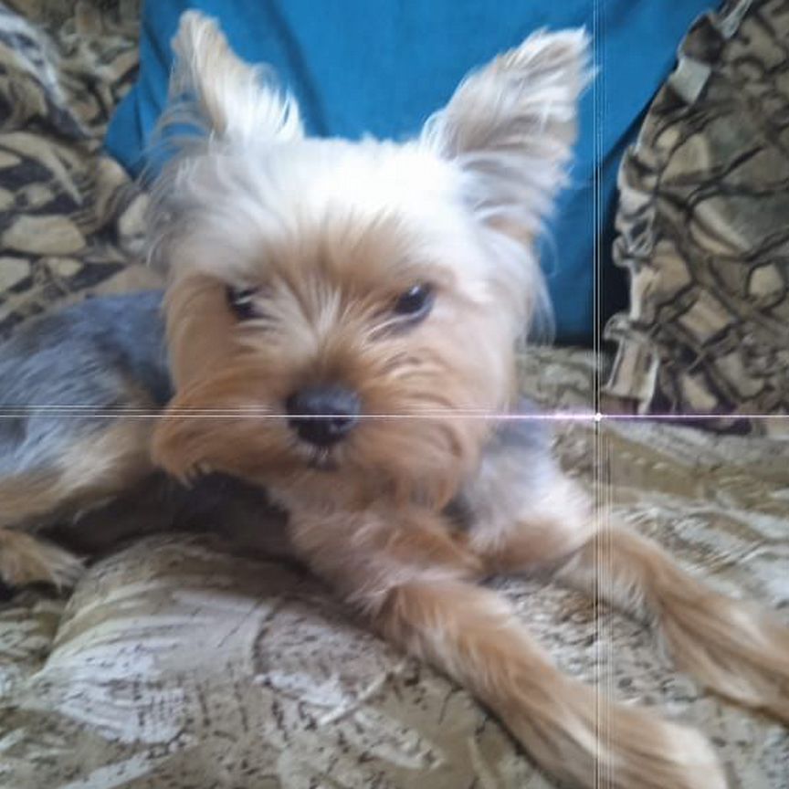 Йоркширский терьер, взрослая собака