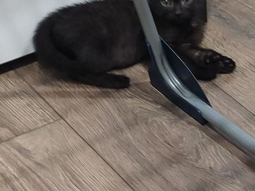 Отдам котенка в добрые руки
