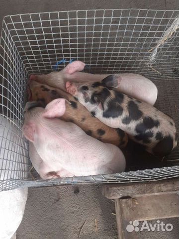 Поросенок ландрас