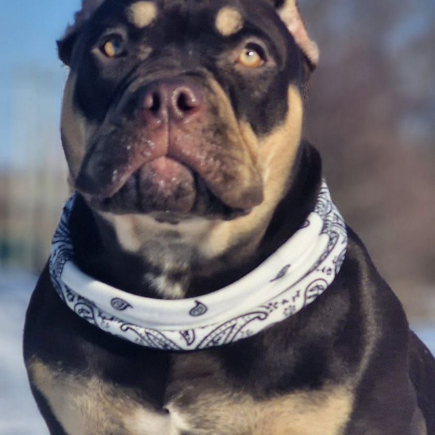 Американский булли