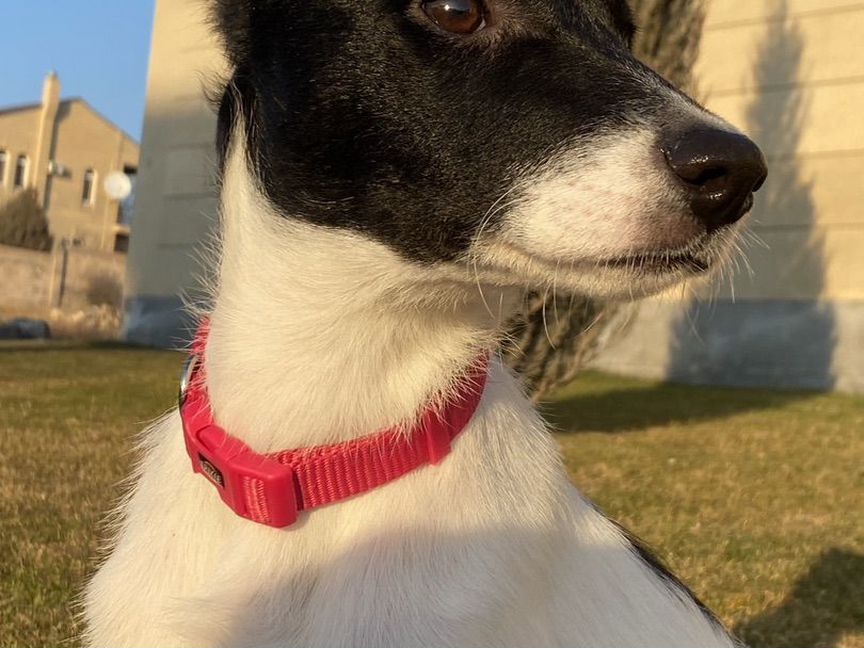 Щенки в дорые руки