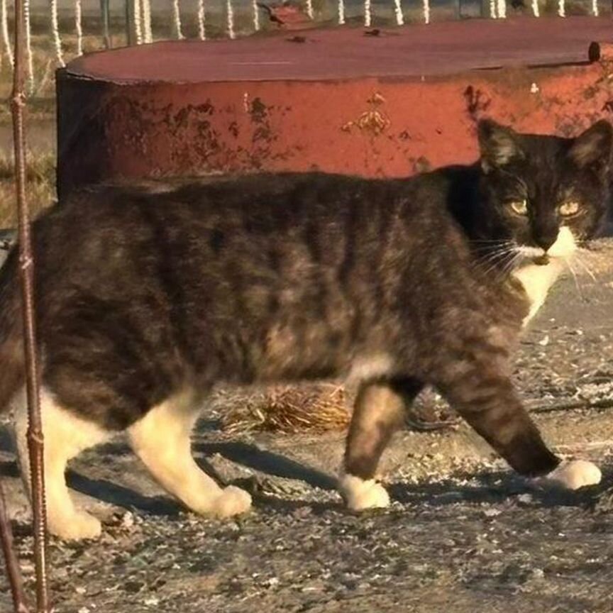 Взрослый кот в добрые руки