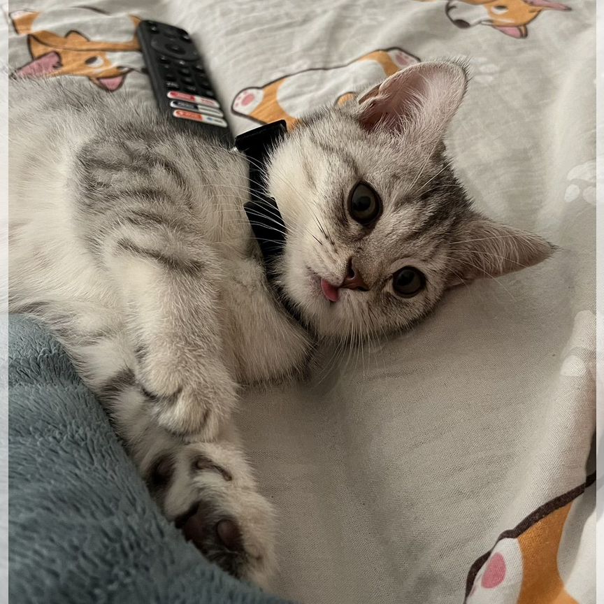 Британский длинношёрстный котёнок