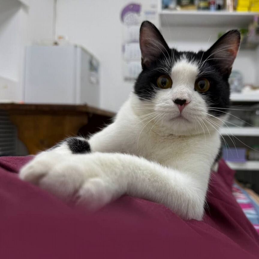 Взрослый кот в добрые руки