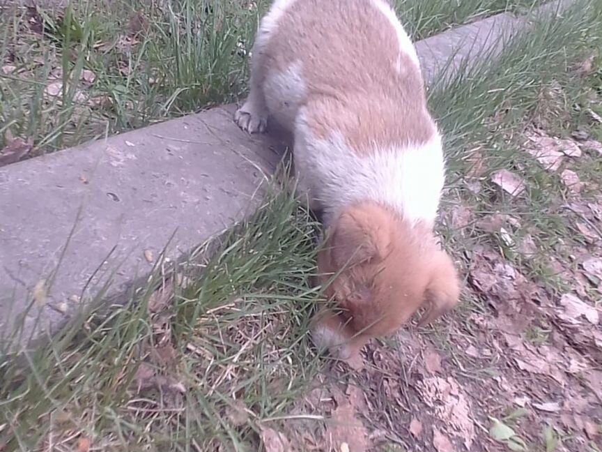 Маленькая барбоска ищет дом