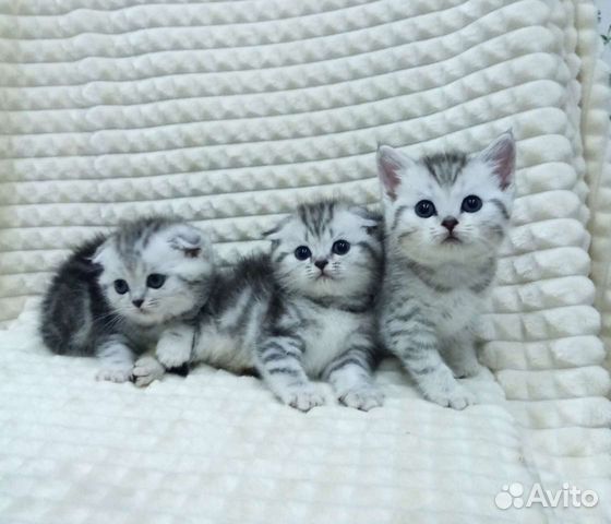 Британские котята