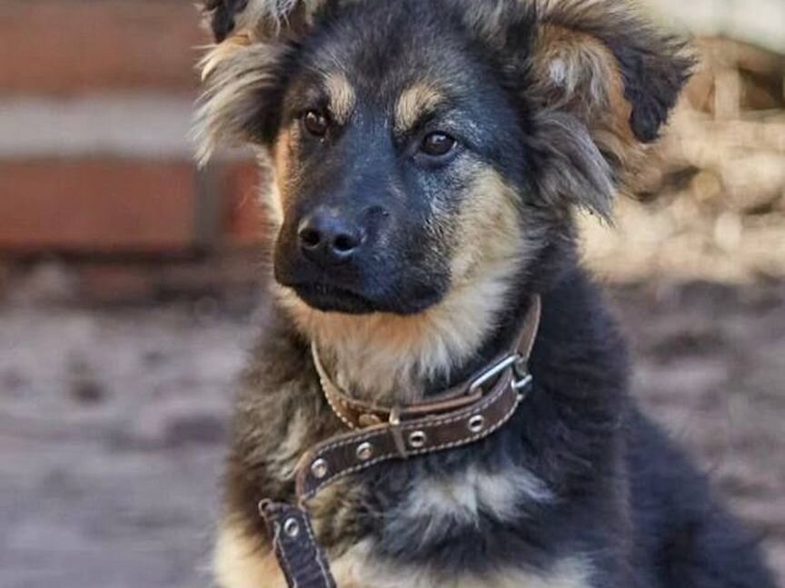 Герда - щенок пушистые ушки