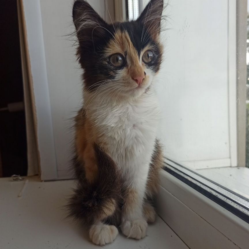 Привезу ее вам