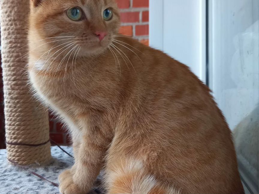 Котенок, рыжий, девочка