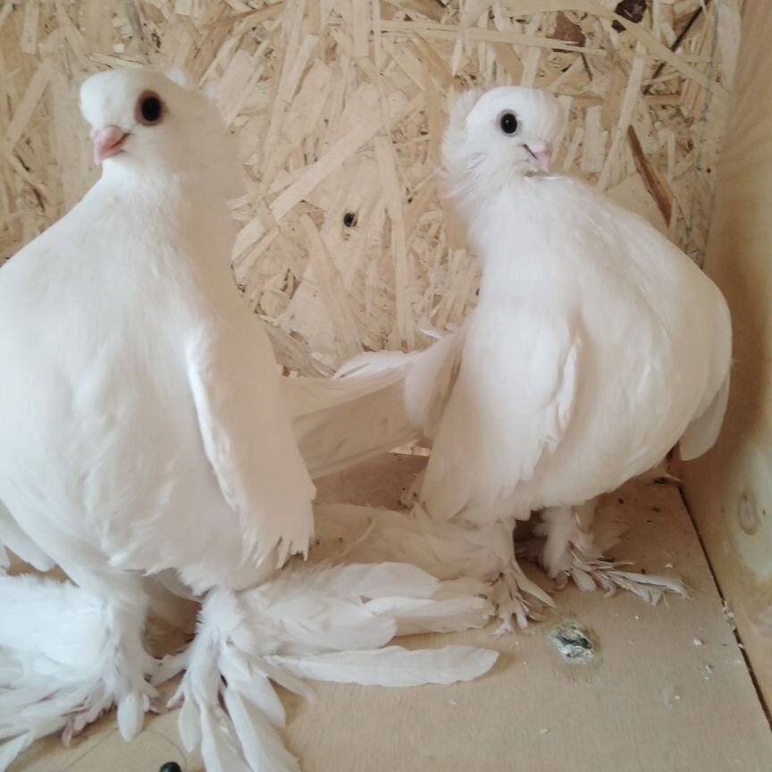 Голуби Статные