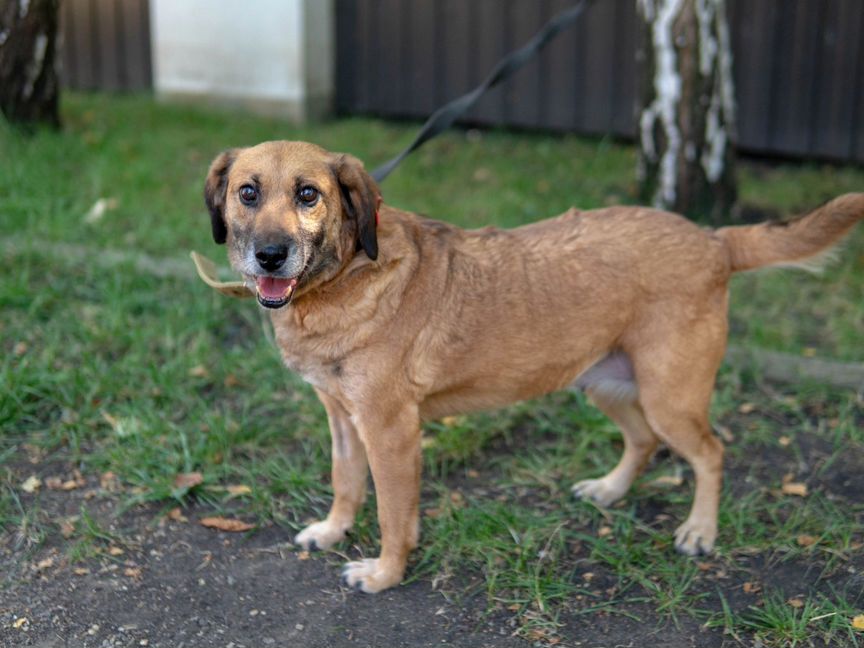 В добрые руки милая собака Анфиса