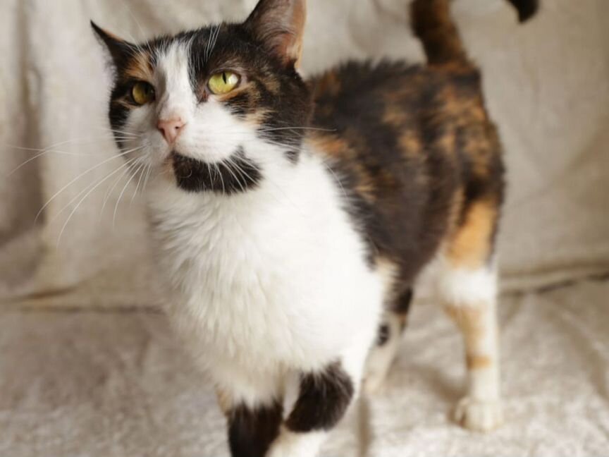 Муркоша ищет семью