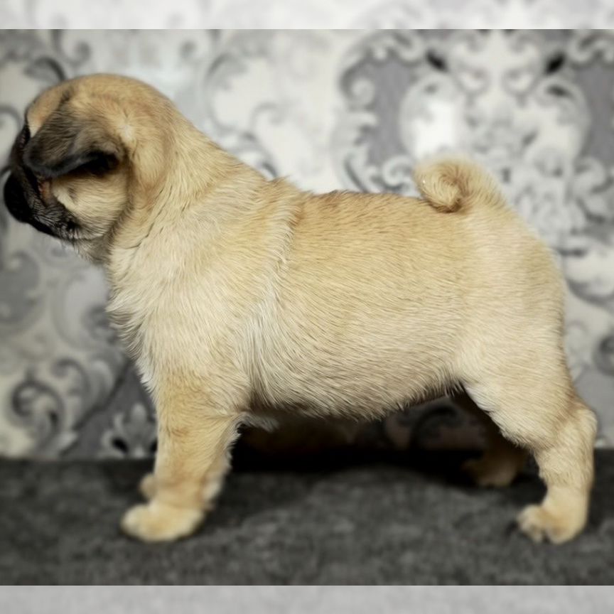 Мопс, щенок