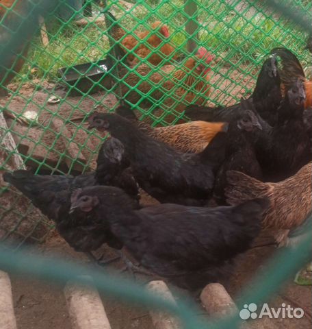 Куры молодки Ухейилюй, петушки