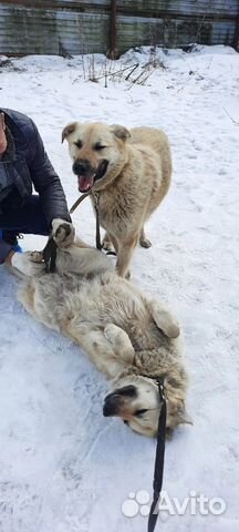 Тася, собака в добрые руки бесплатно