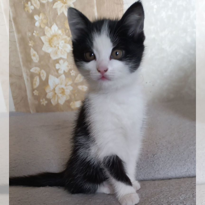 Котёнок в добрые руки