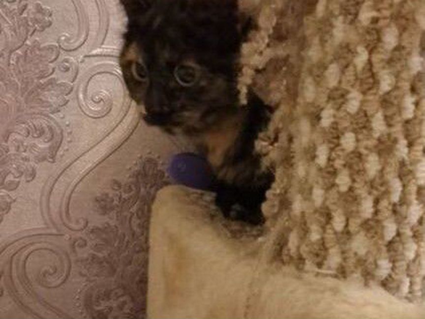 Кошка