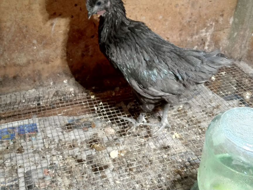 Петух ухейилюй