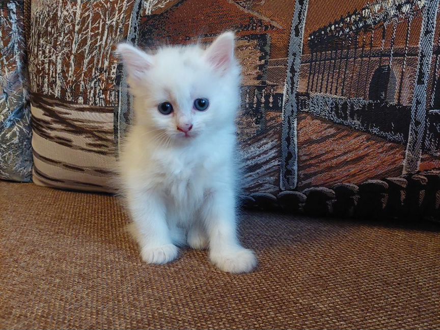 Котята белые сибирские