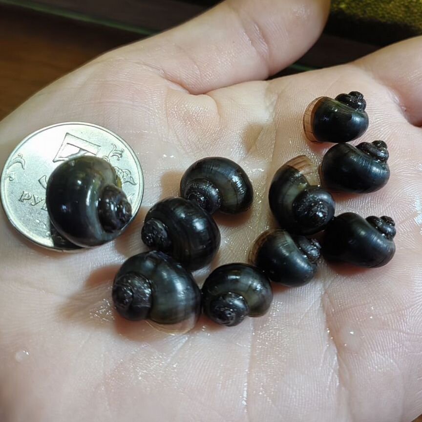 Улитка ампулярия