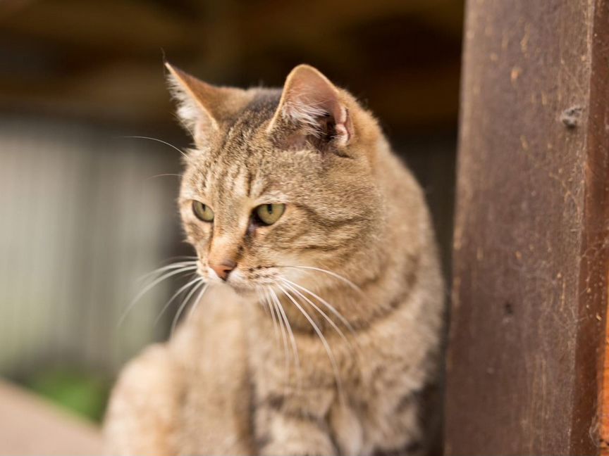 Отдам котика