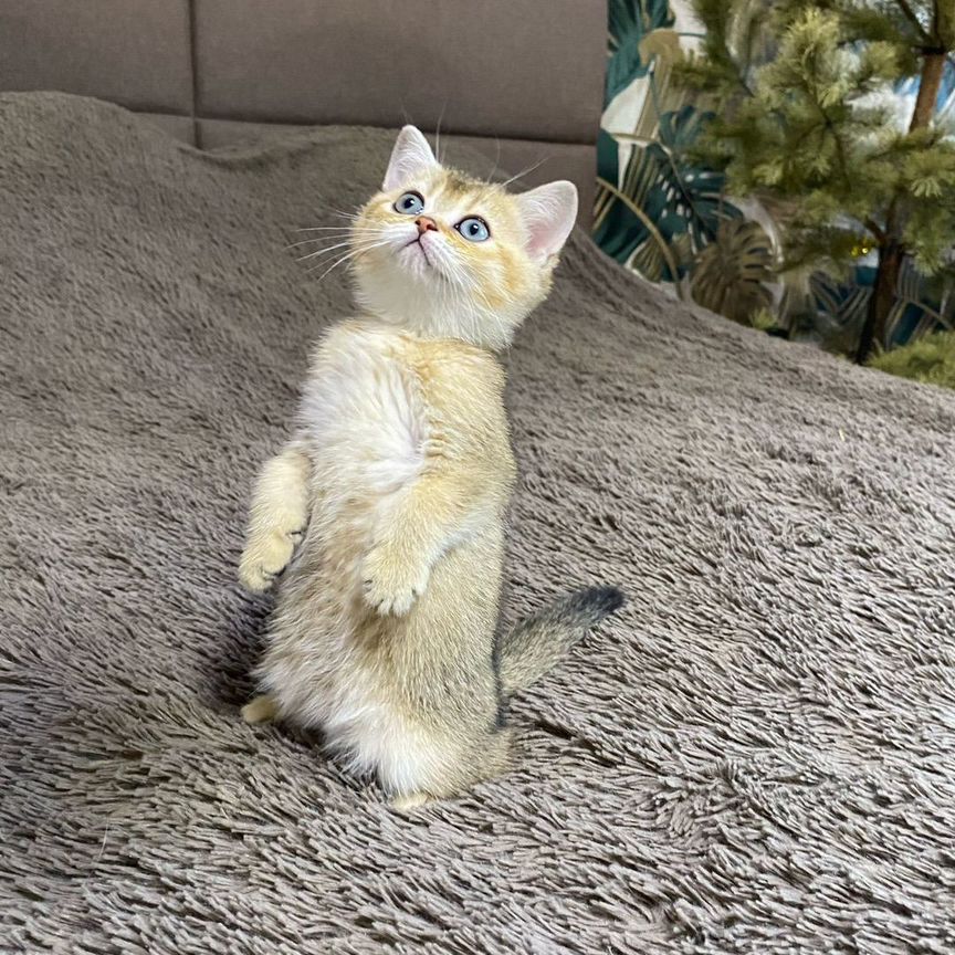 Котята шиншилла