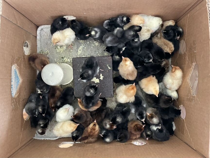 Цыплята-несушки